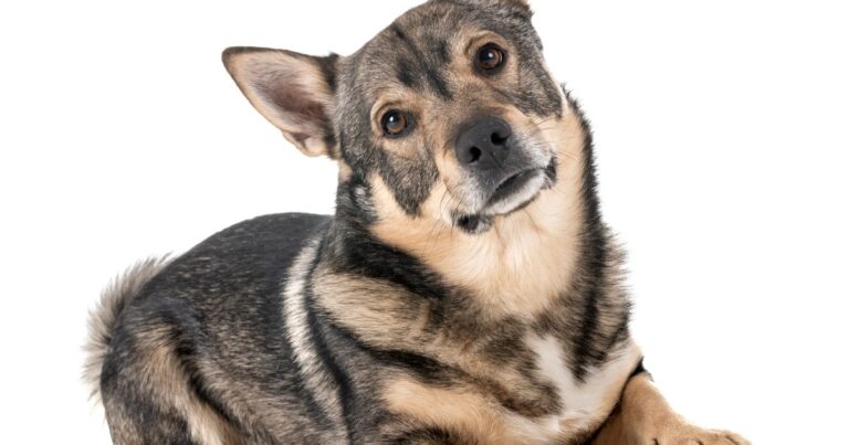 Rootsi karjakoer: Põhjamaise pärandi ja truuduse sümbol - Sisukas.ee